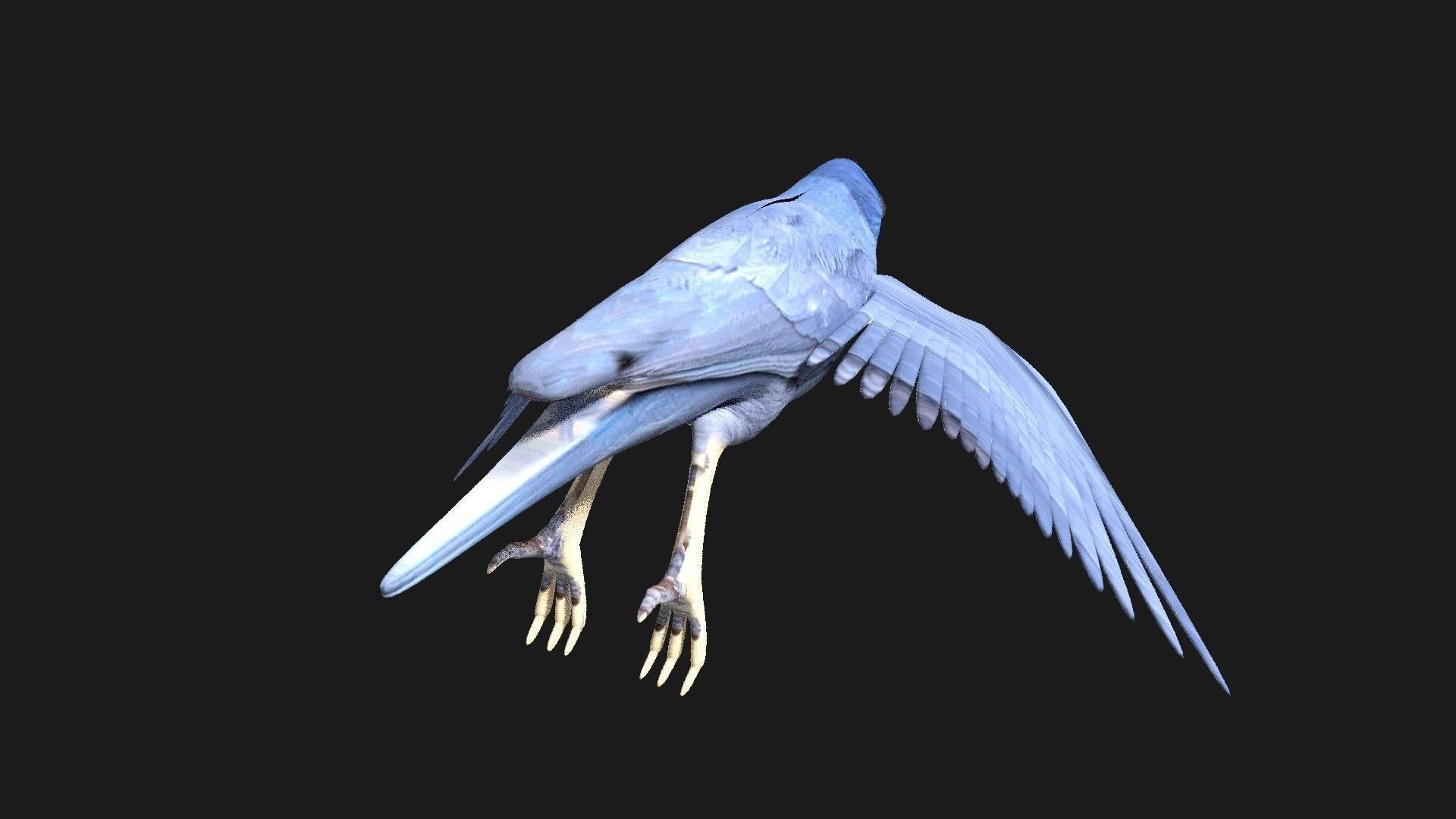 blue bird animated 3D model animated rigged | CGTrader