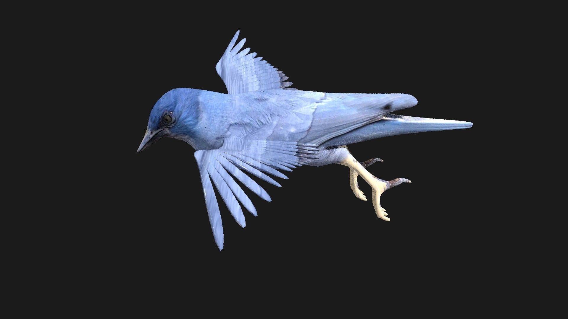blue bird animated 3D model animated rigged | CGTrader