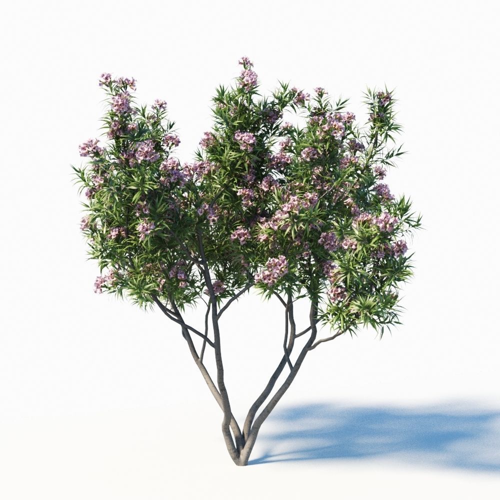 Pink Dawn Tree - Chitalpa Tashkentensis 3D model | CGTrader