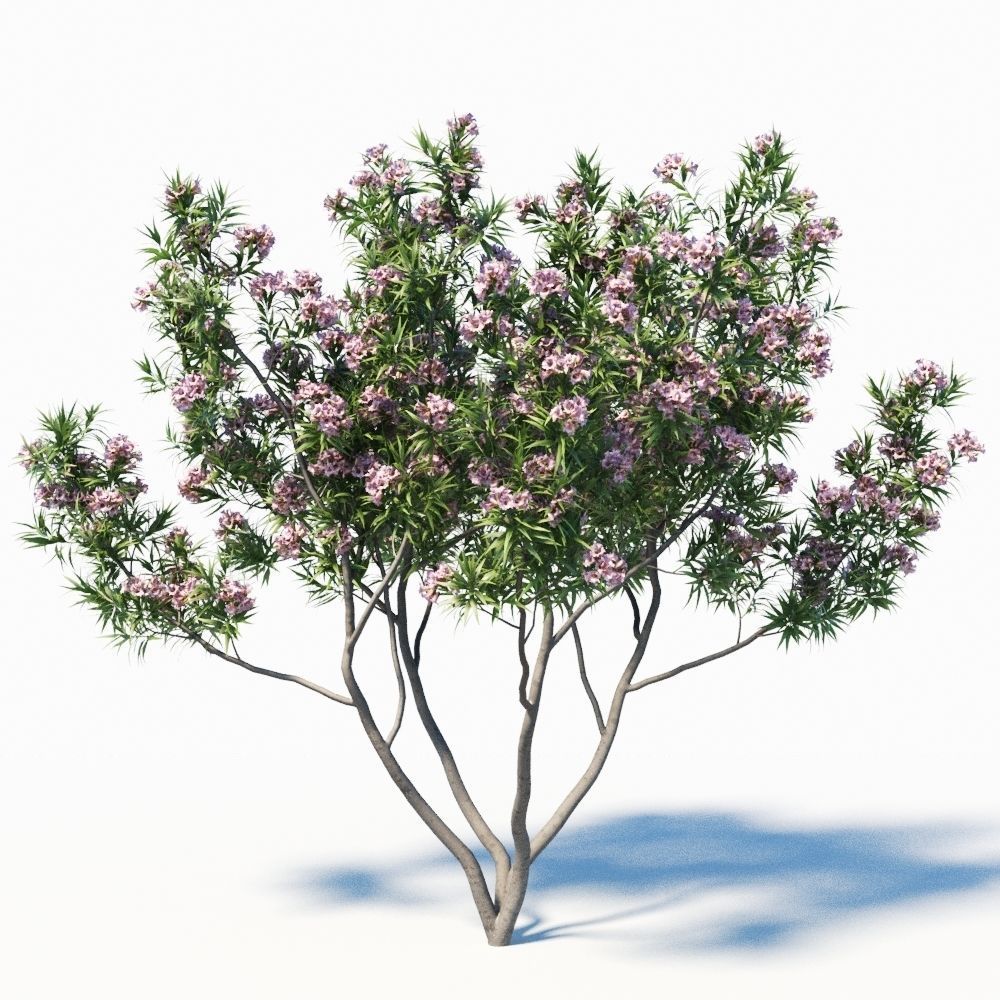 Pink Dawn Tree - Chitalpa Tashkentensis 3D model | CGTrader