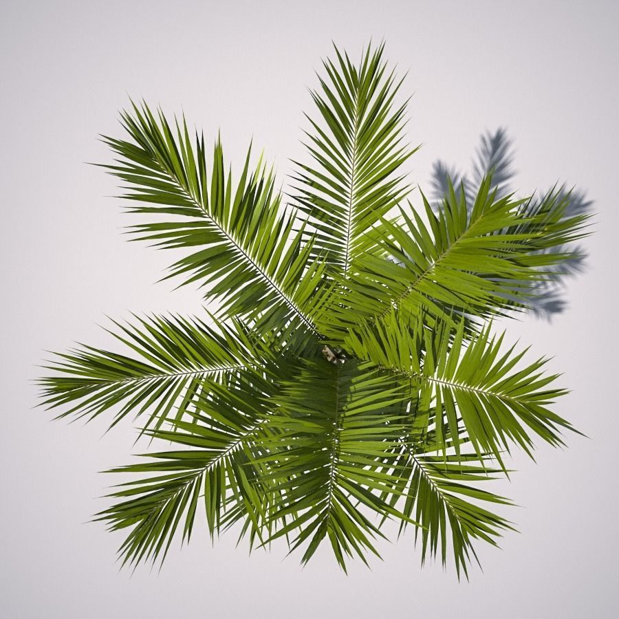 Palm - Metroxylon Sagu 3D model | CGTrader