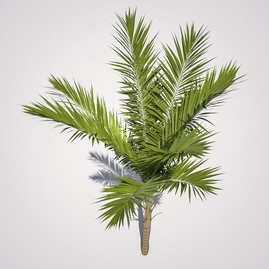 Palm - Metroxylon Sagu 3D model | CGTrader