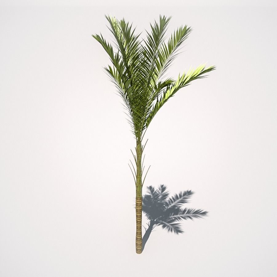 Palm - Metroxylon Sagu 3D model | CGTrader