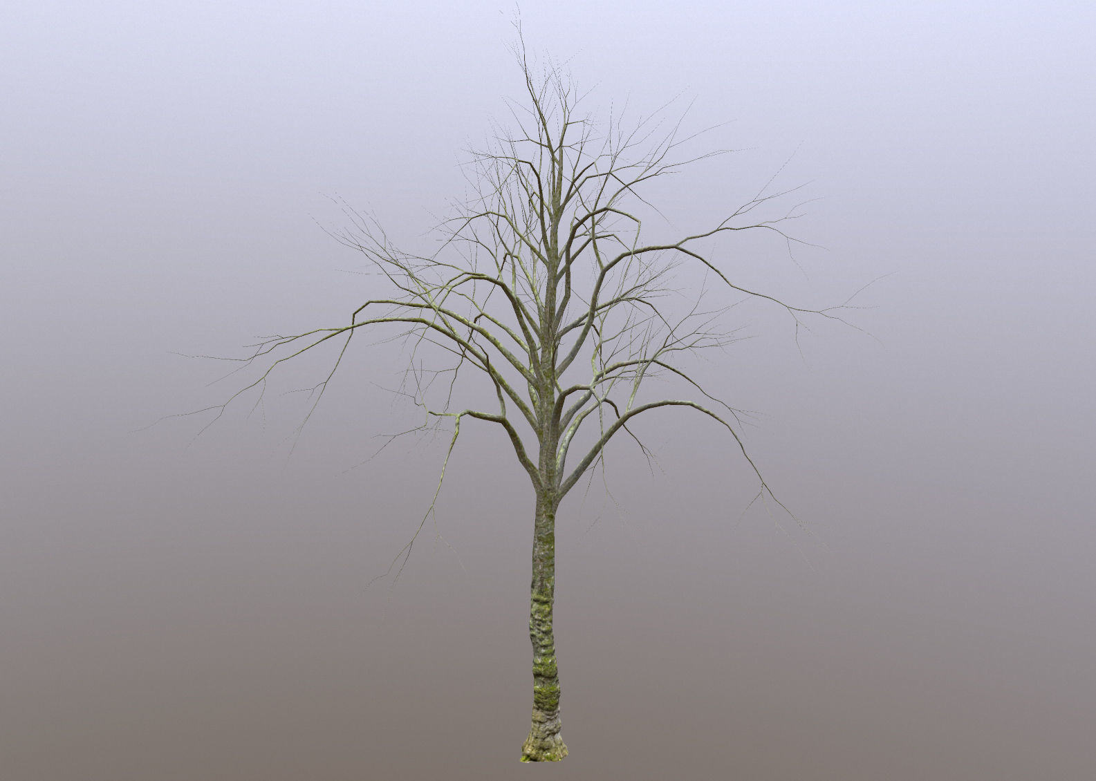 3D model Old Forest Trees Scan VR / AR / low-poly | CGTrader