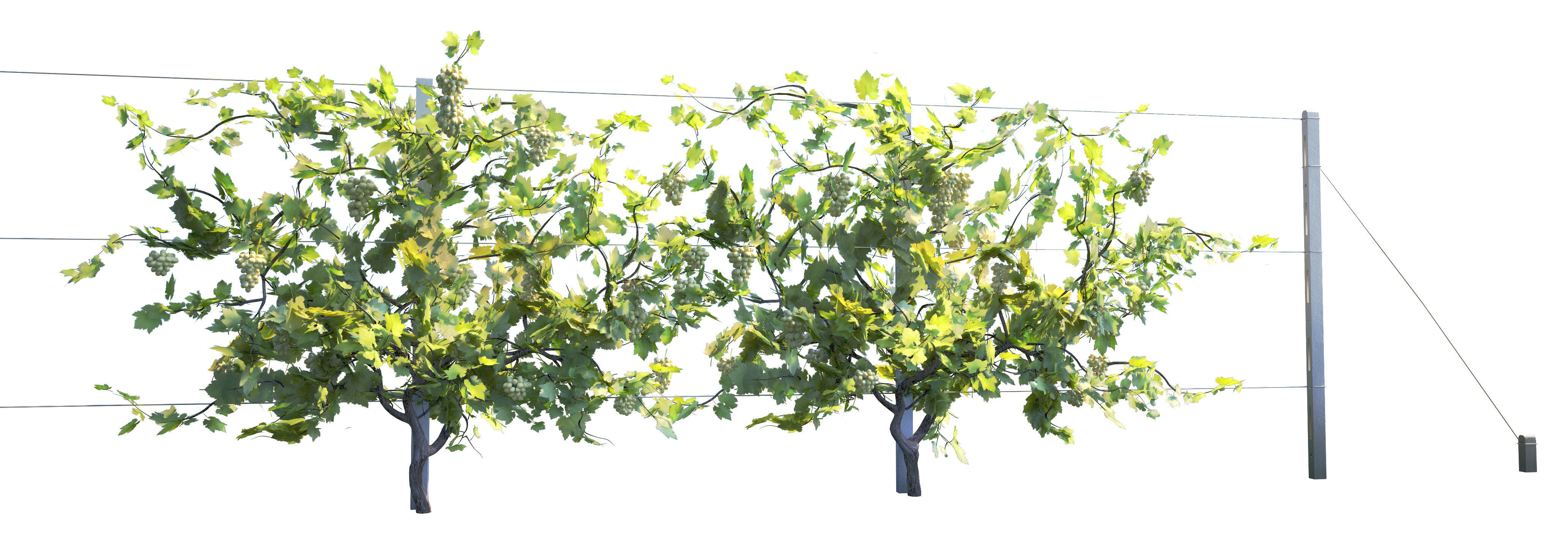 Wine Plant Vineyard Grapes fruits v1 3d model 3D model | CGTrader