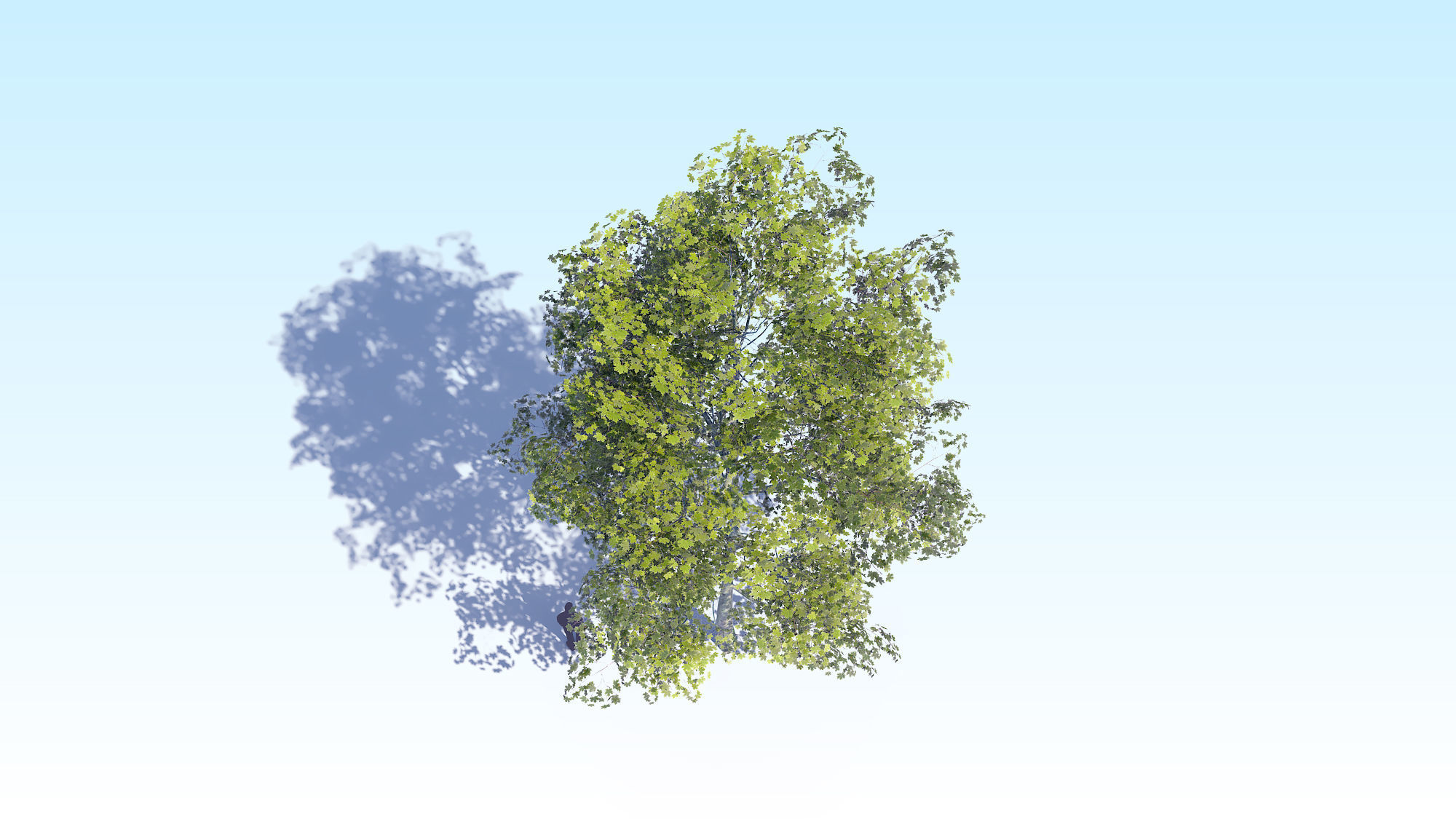 Maple Acer Tree 08 ArchViz 3D model | CGTrader