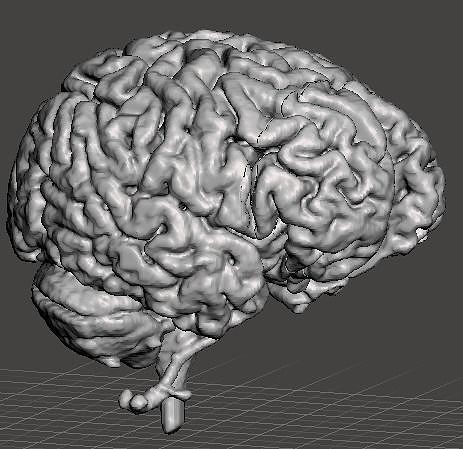 Human Brain Model Anatomical 3D model 3D printable | CGTrader