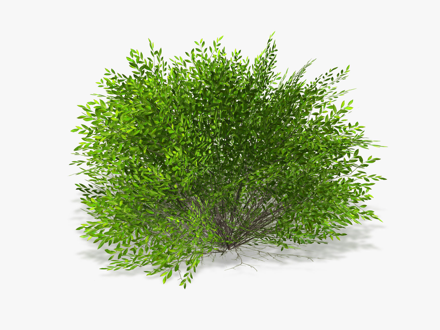 3D model Bush Willow Salix purpurea Nana VR / AR / low-poly | CGTrader