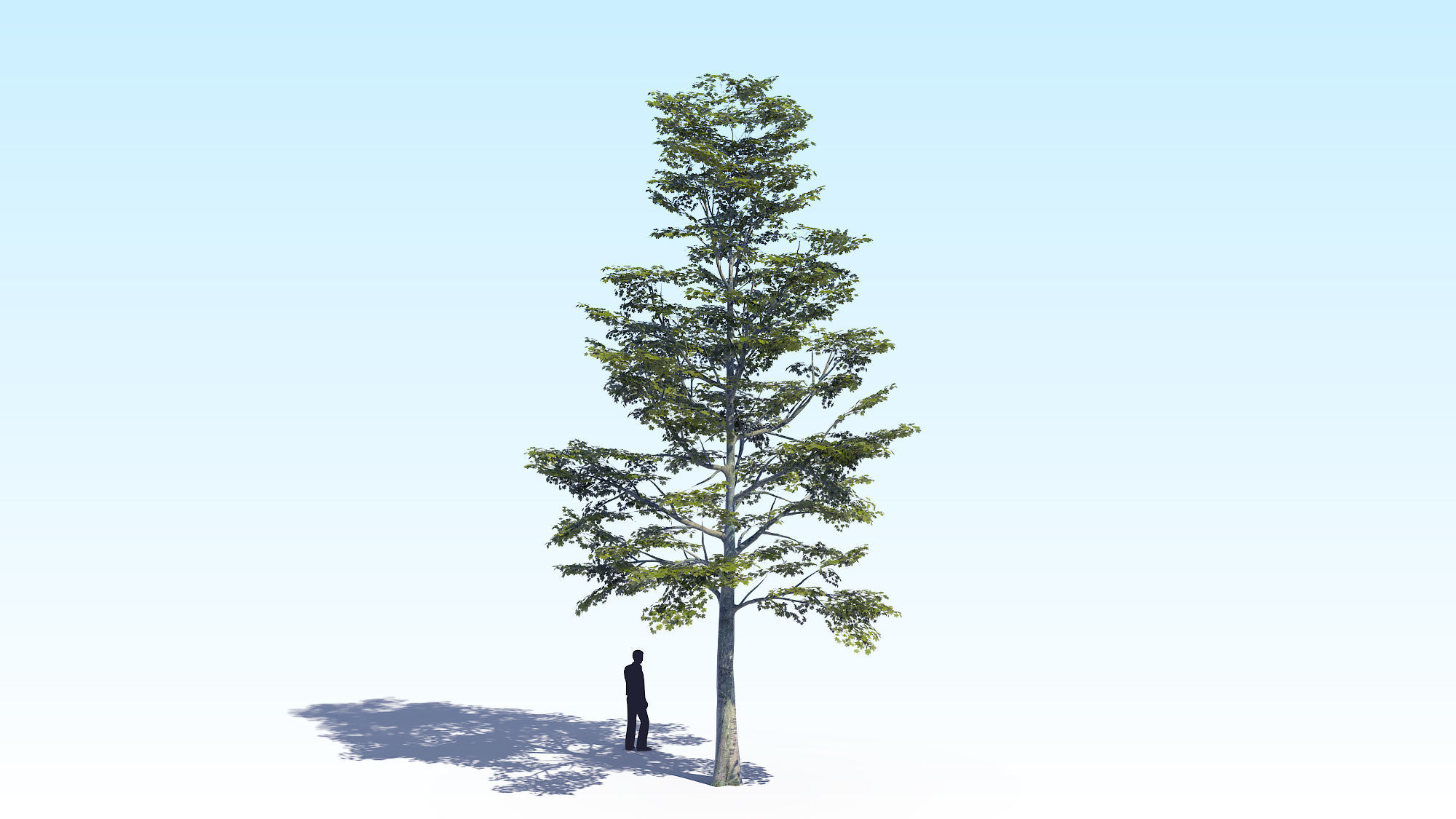 Maple Acer Tree 09 ArchViz 3D model 3D model | CGTrader