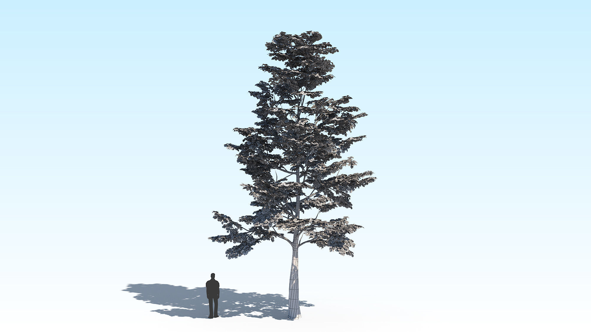 Maple Acer Tree 09 ArchViz 3D model 3D model | CGTrader