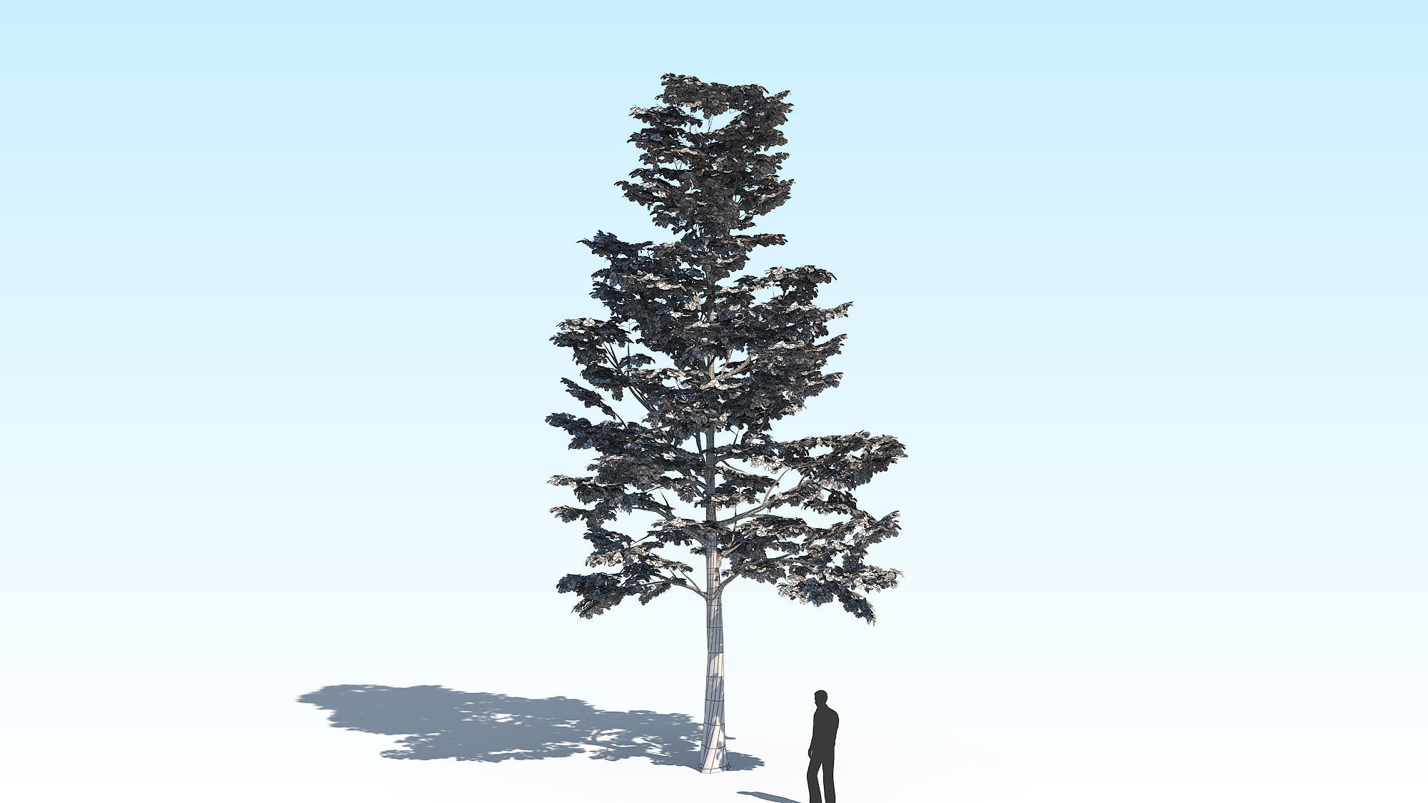Maple Acer Tree 09 ArchViz 3D model 3D model | CGTrader