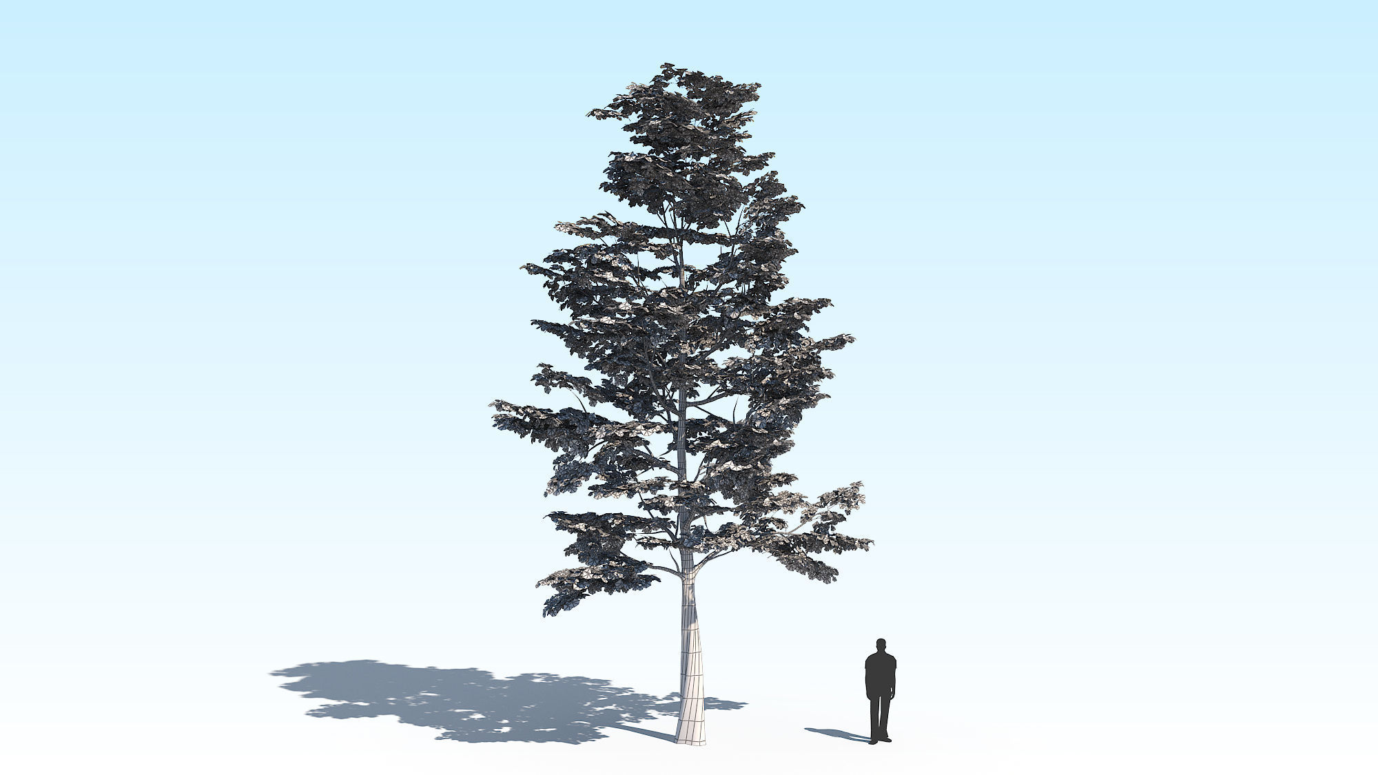 Maple Acer Tree 09 ArchViz 3D model 3D model | CGTrader