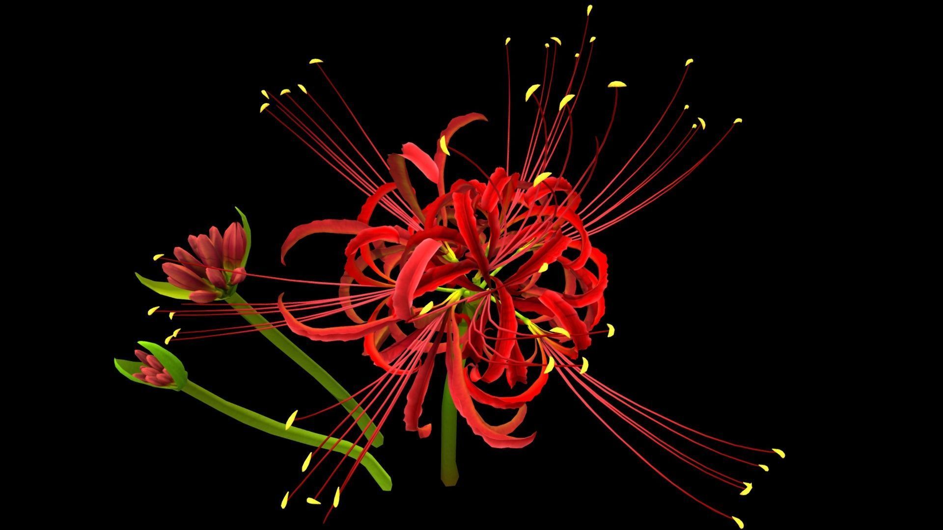 3D model Flower Lycoris Radiata VR / AR / low-poly | CGTrader