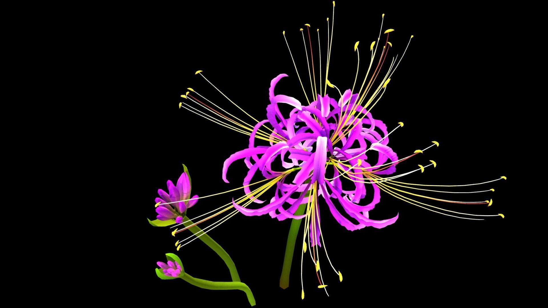 3D model Flower Lycoris Radiata VR / AR / low-poly | CGTrader