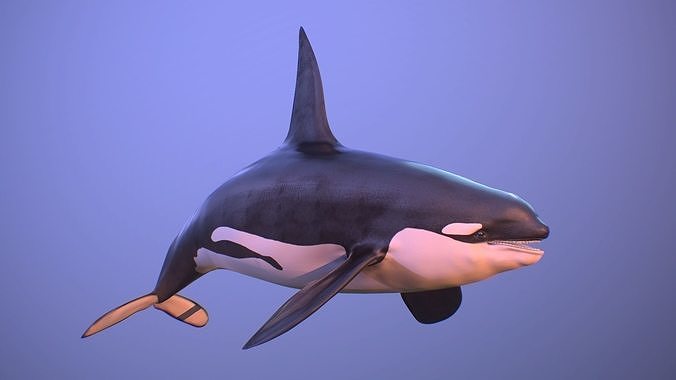 3D model killer whale orca VR / AR / low-poly rigged | CGTrader