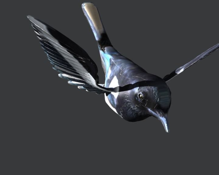 Eurasian Magpie 3D model animated rigged | CGTrader
