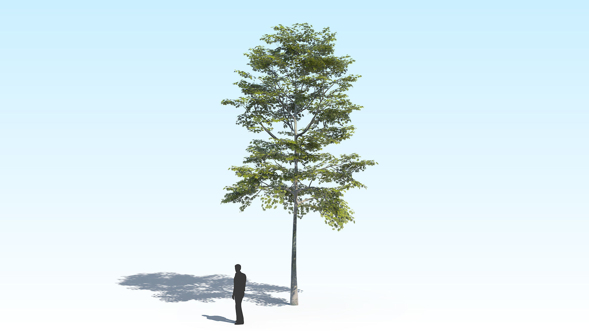 Maple Acer Tree 10 ArchViz 3D model | CGTrader