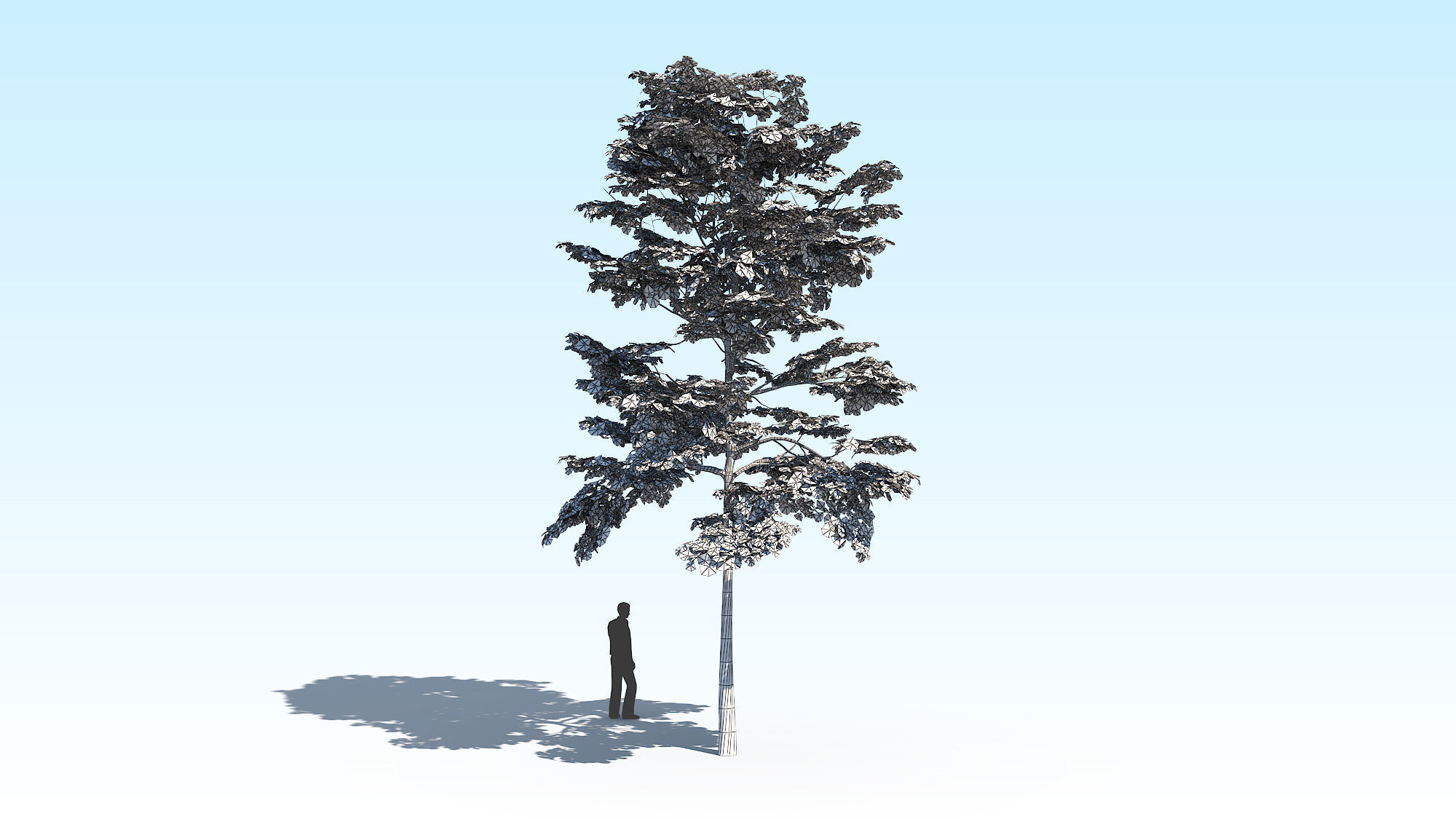 Maple Acer Tree 10 ArchViz 3D model | CGTrader