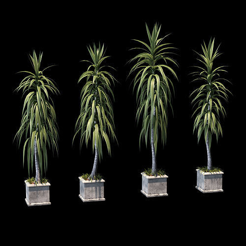 Collection of palm trees in concrete pots - 4 models 3D model | CGTrader