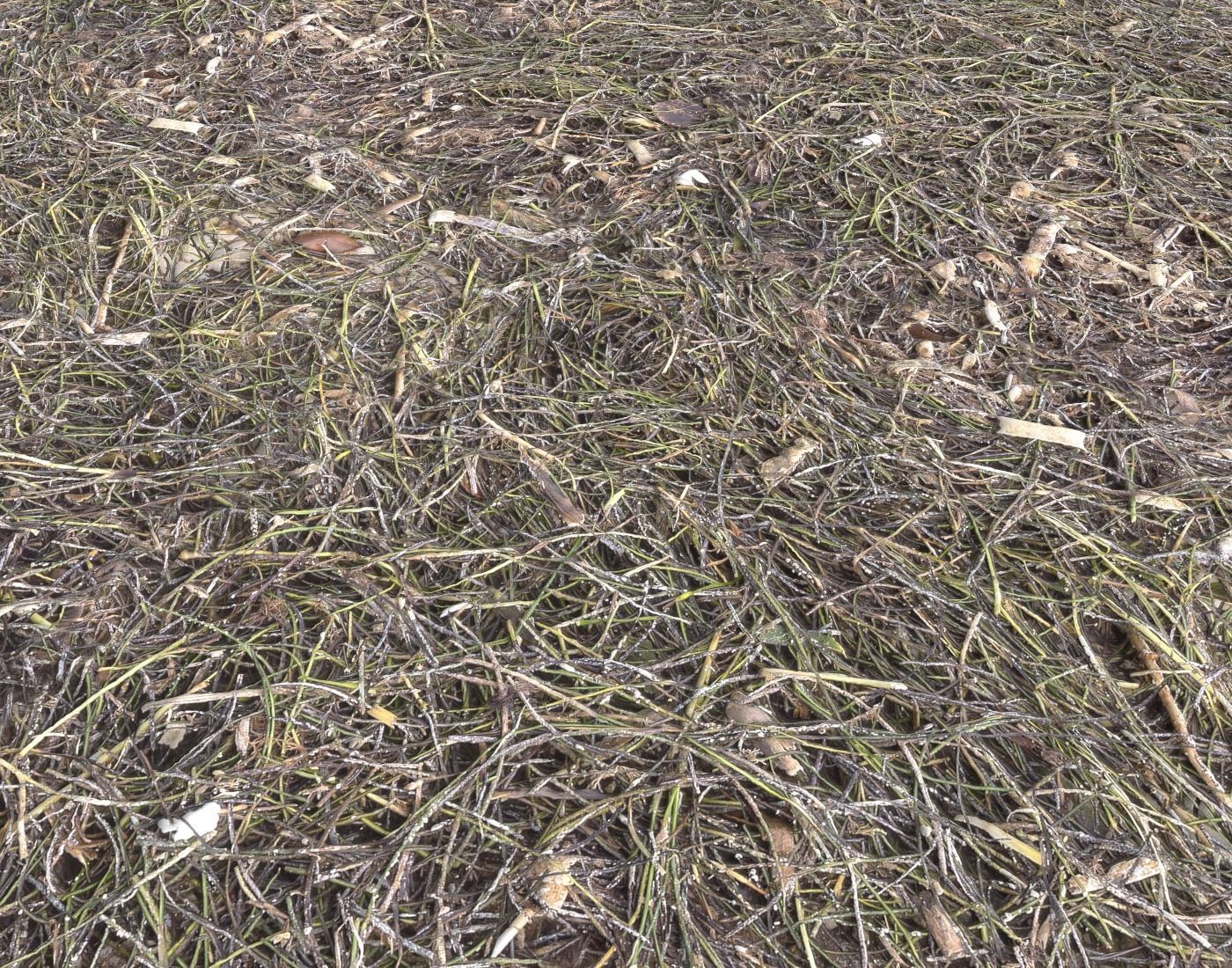 Forest Terrain dirt Pack 12 Texture | CGTrader