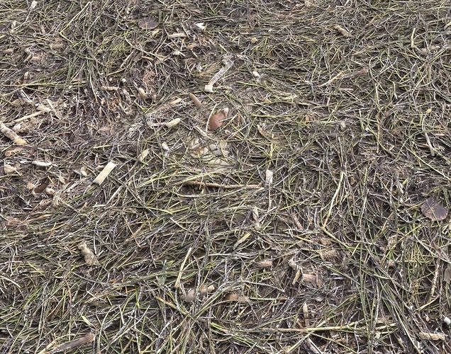 Forest Terrain dirt Pack 12 Texture | CGTrader