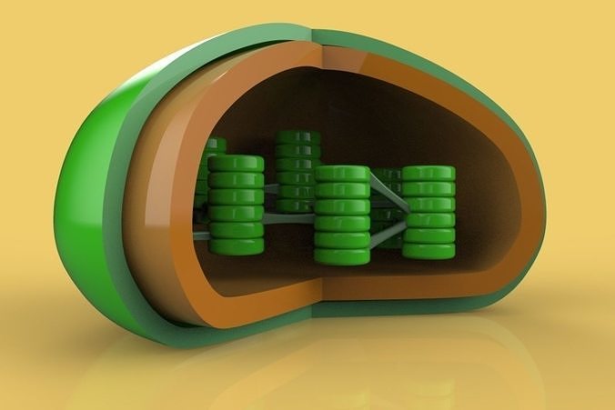 Chloroplast cell with parts 3D model | CGTrader