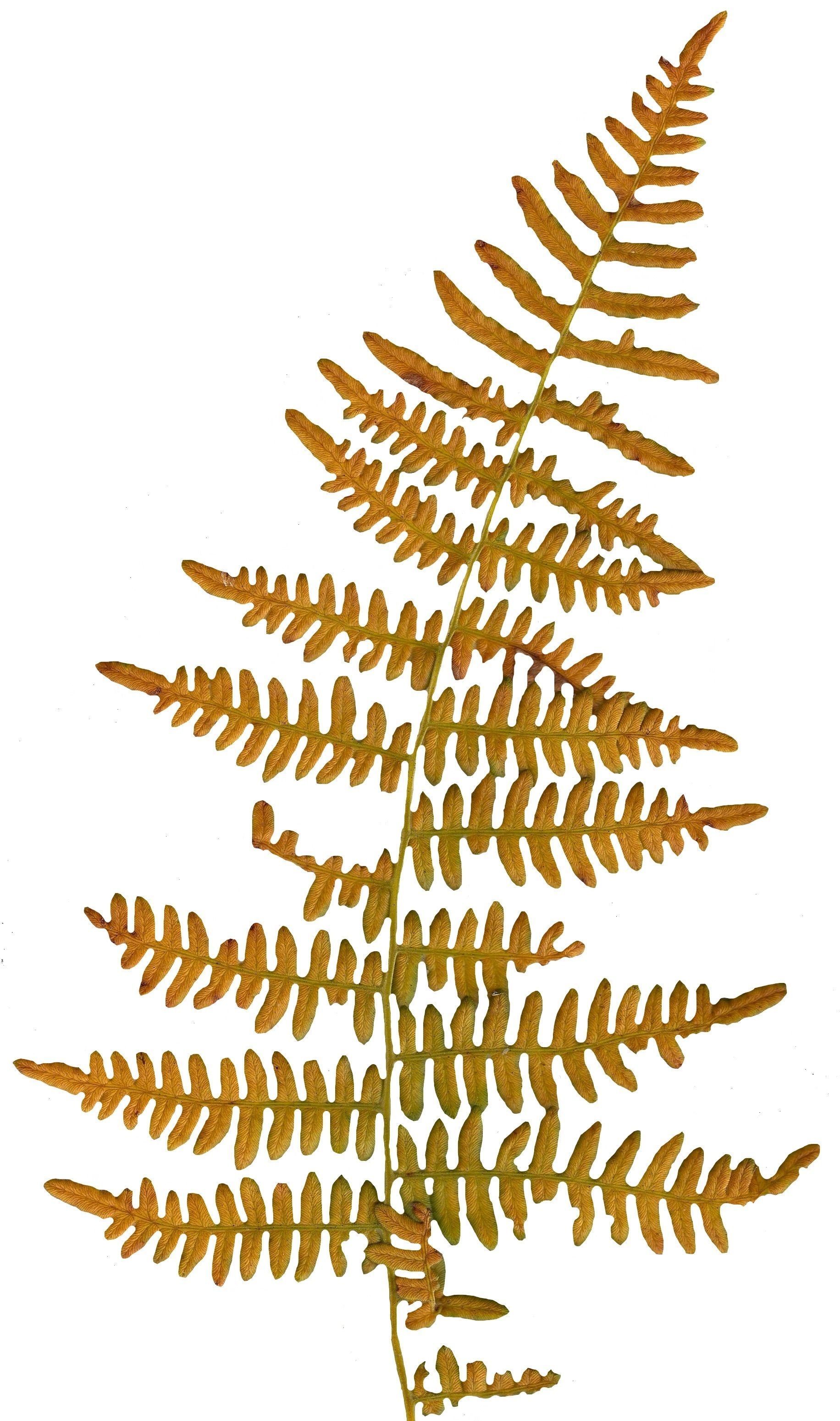 Western Bracken Fern Scanned Texture Pack - 46 Textures free Texture ...