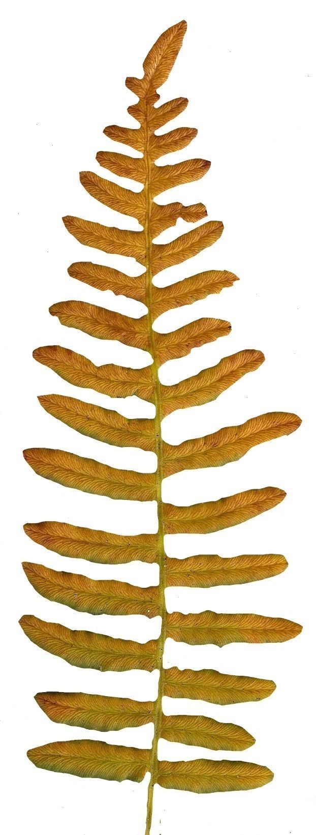 Western Bracken Fern Scanned Texture Pack - 46 Textures free Texture ...