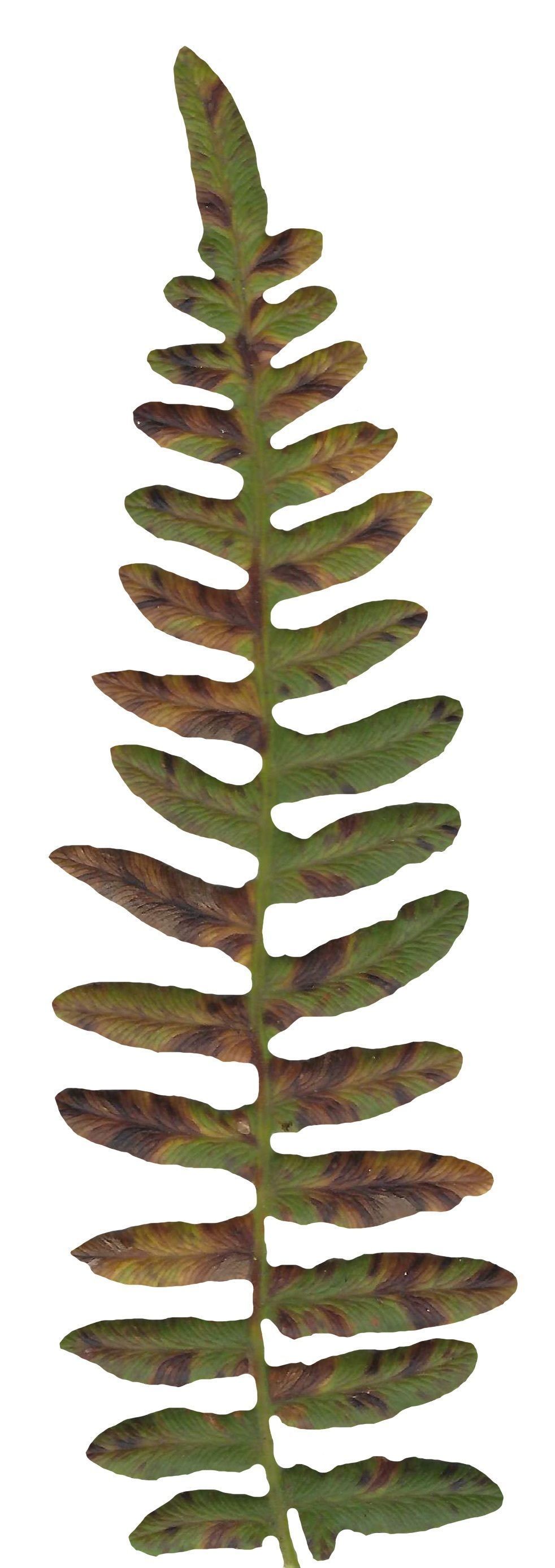Western Bracken Fern Scanned Texture Pack - 46 Textures free Texture ...