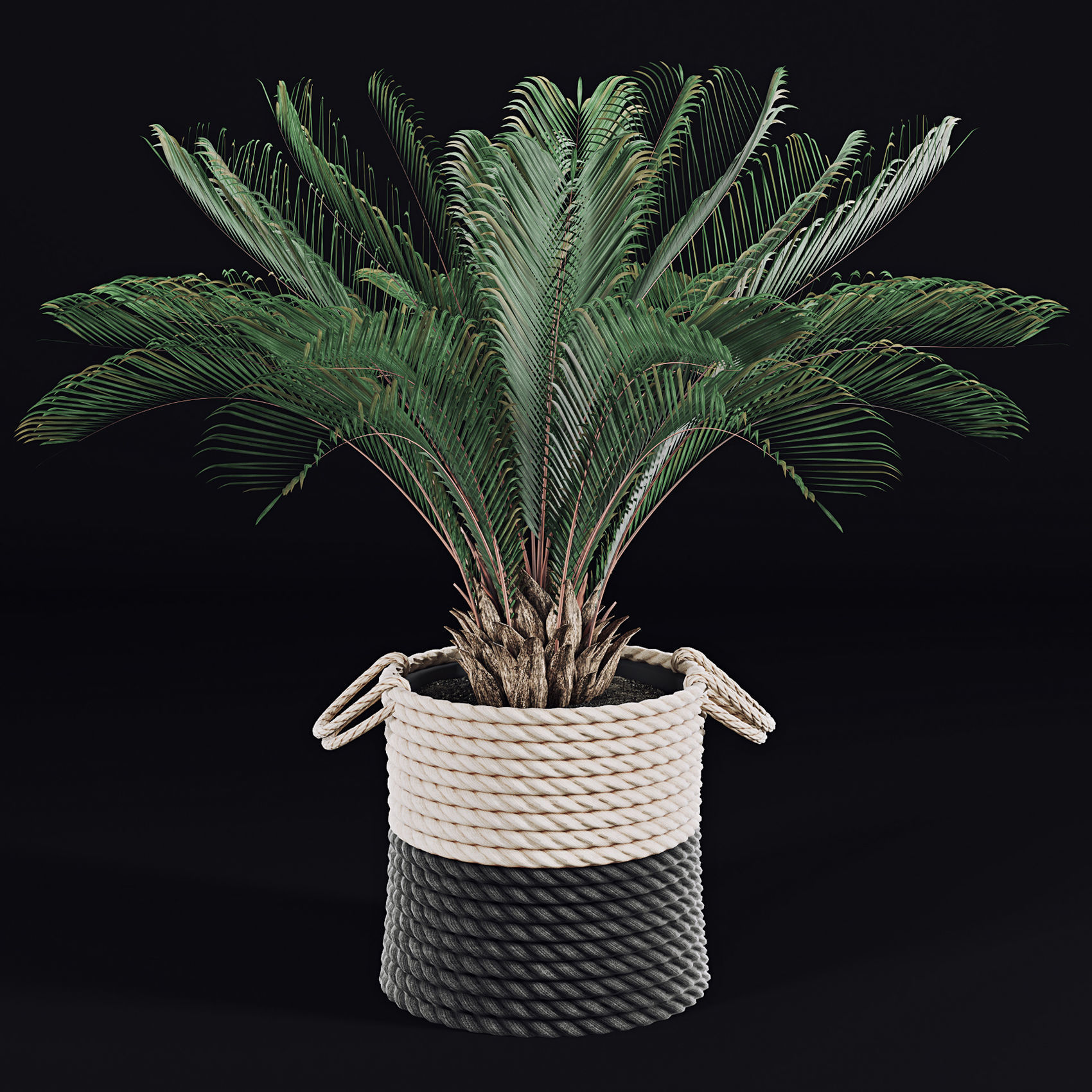 Palms in baskets 3D model | CGTrader