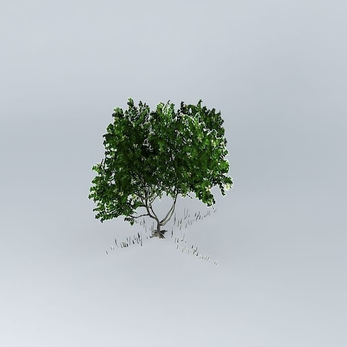Grey Mangrove free 3D model | CGTrader