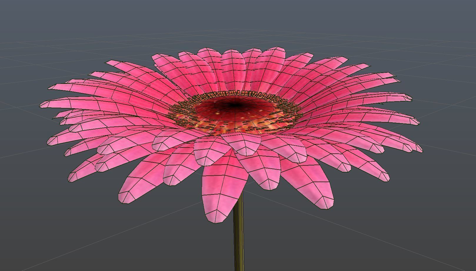 Gerbera 3D model | CGTrader