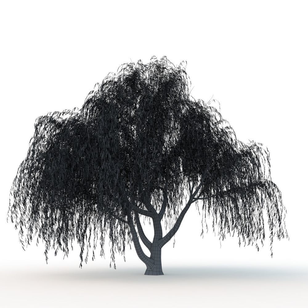 willow tree 3D model | CGTrader