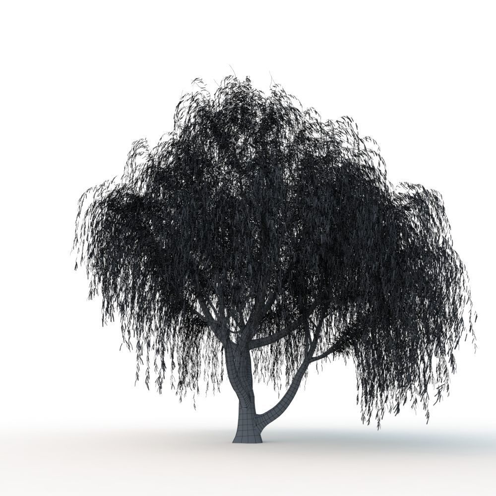 willow tree 3D model | CGTrader