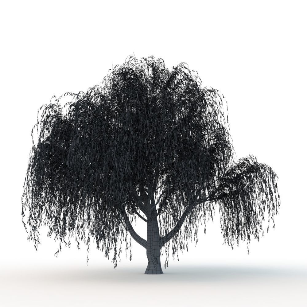 willow tree 3D model | CGTrader