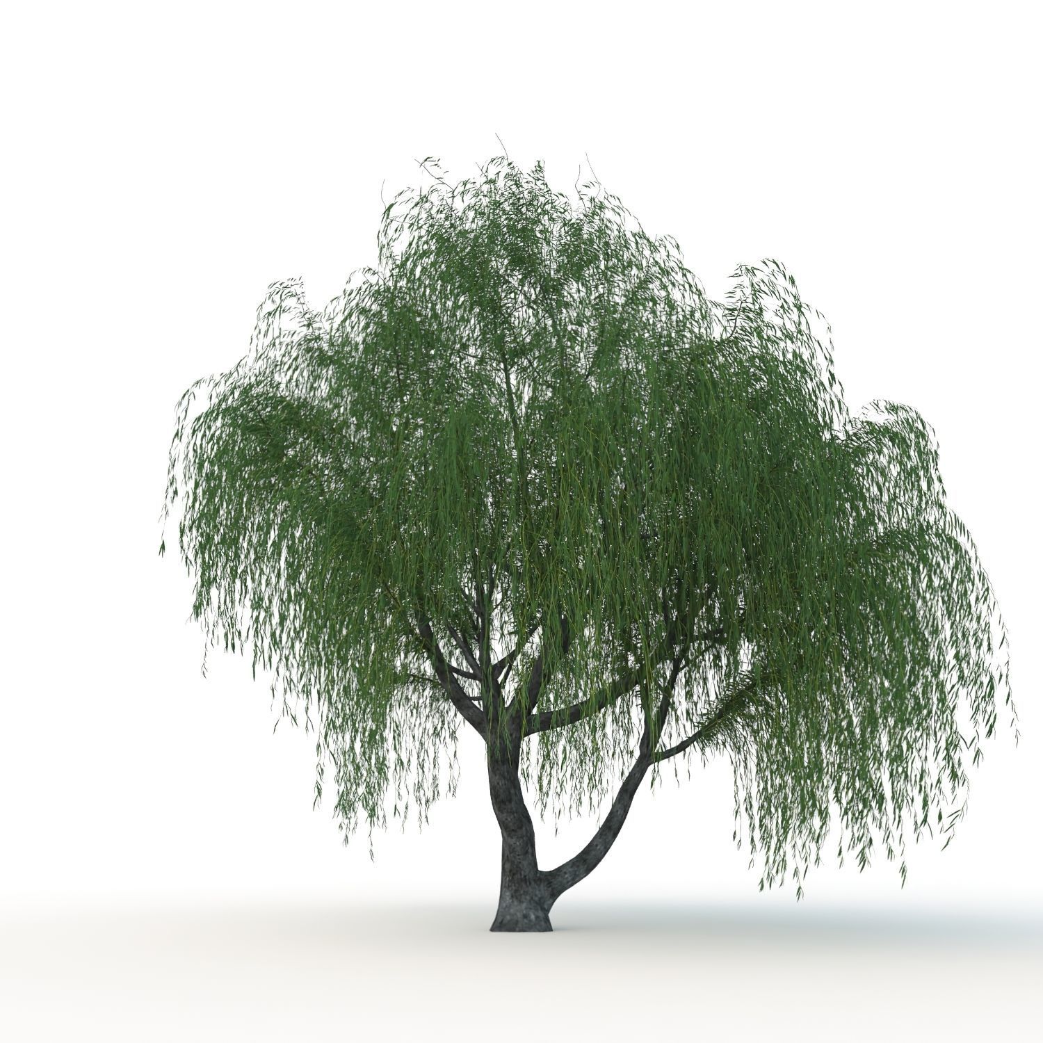 willow tree 3D model | CGTrader