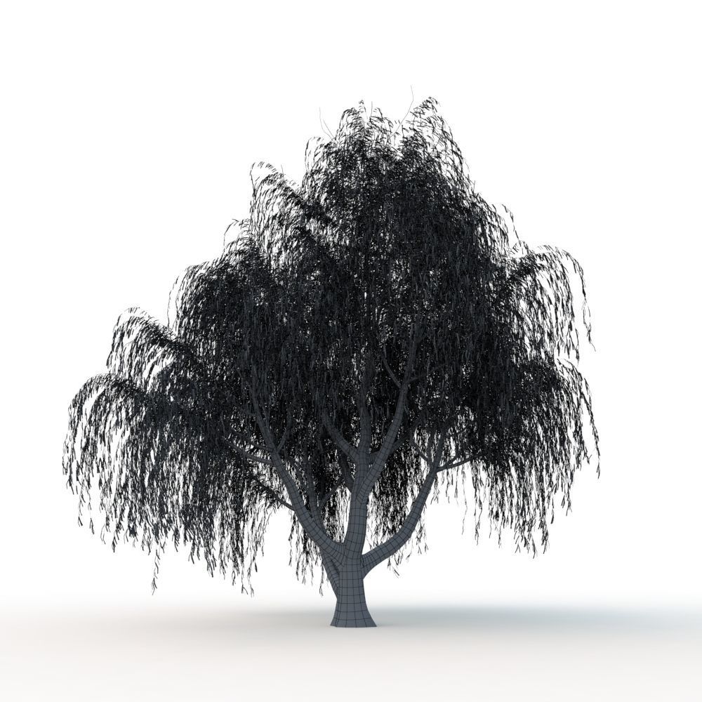 willow tree 3D model | CGTrader