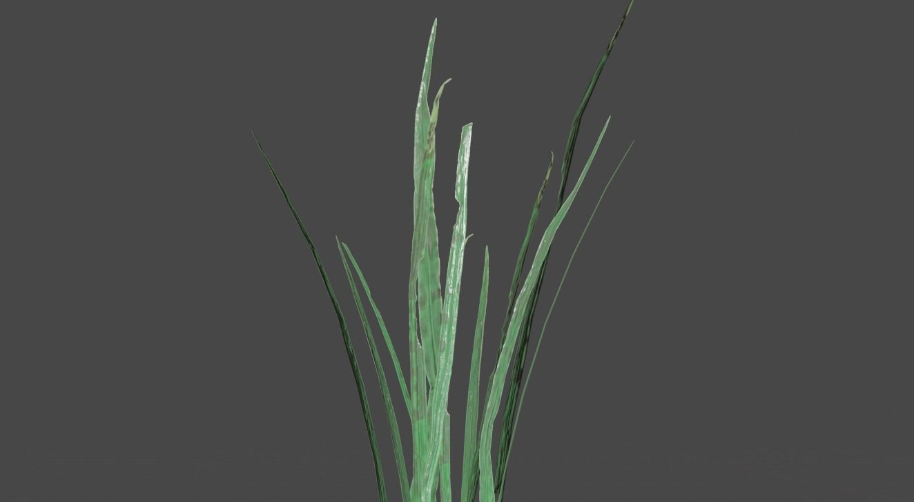 ULTRA REALISTIC GRASS FOLIAGE free VR / AR / low-poly 3D model | CGTrader