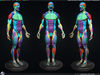 3D model Human Anatomy Kit VR / AR / low-poly | CGTrader