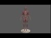 3D model Human Anatomy Kit VR / AR / low-poly | CGTrader