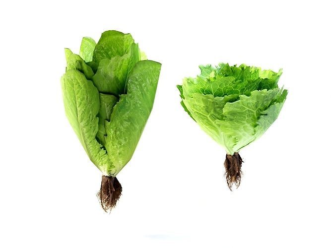 3D model 2 Lettuce - Low Poly two cabbages VR / AR / low-poly | CGTrader