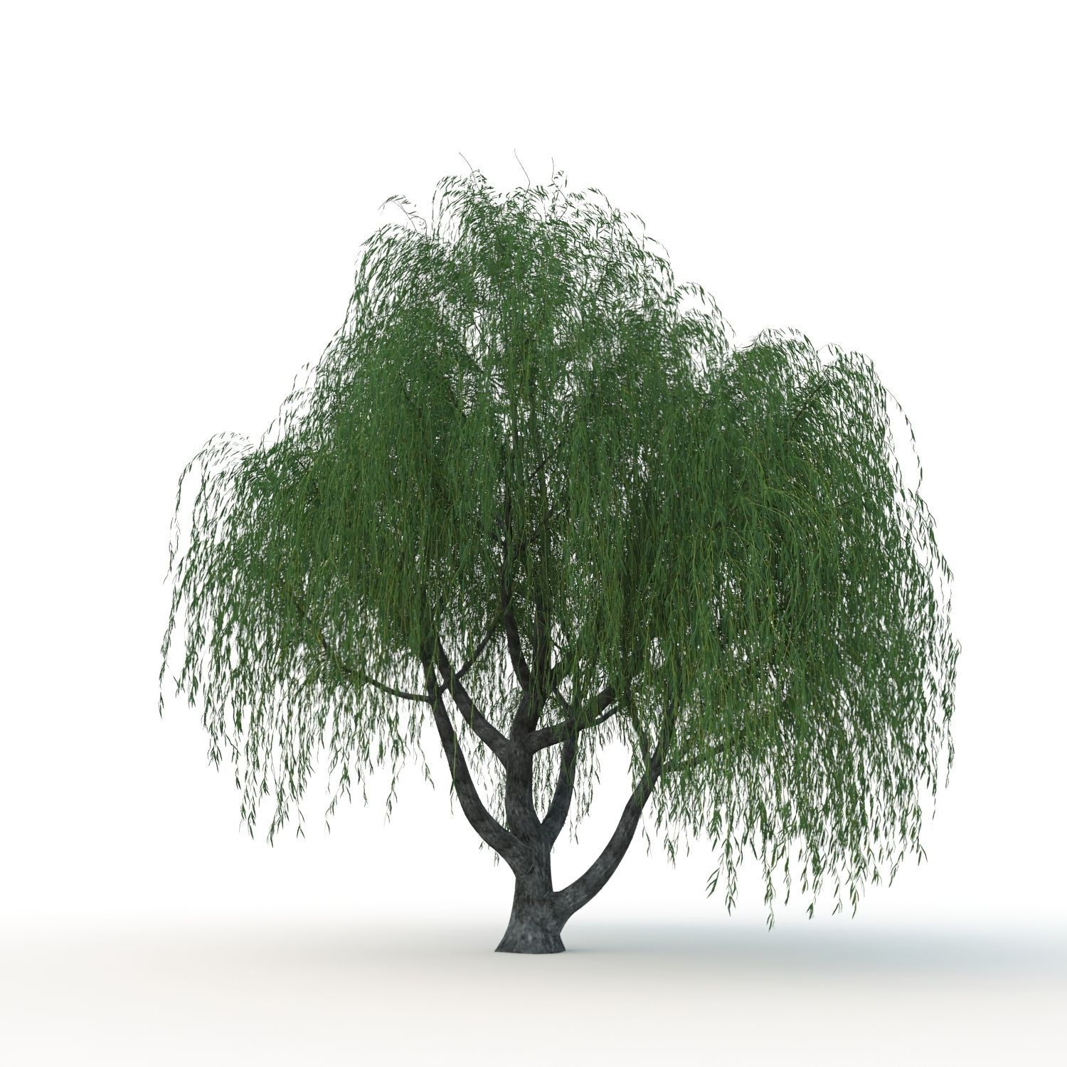 willow trees 3D Model Collection | CGTrader