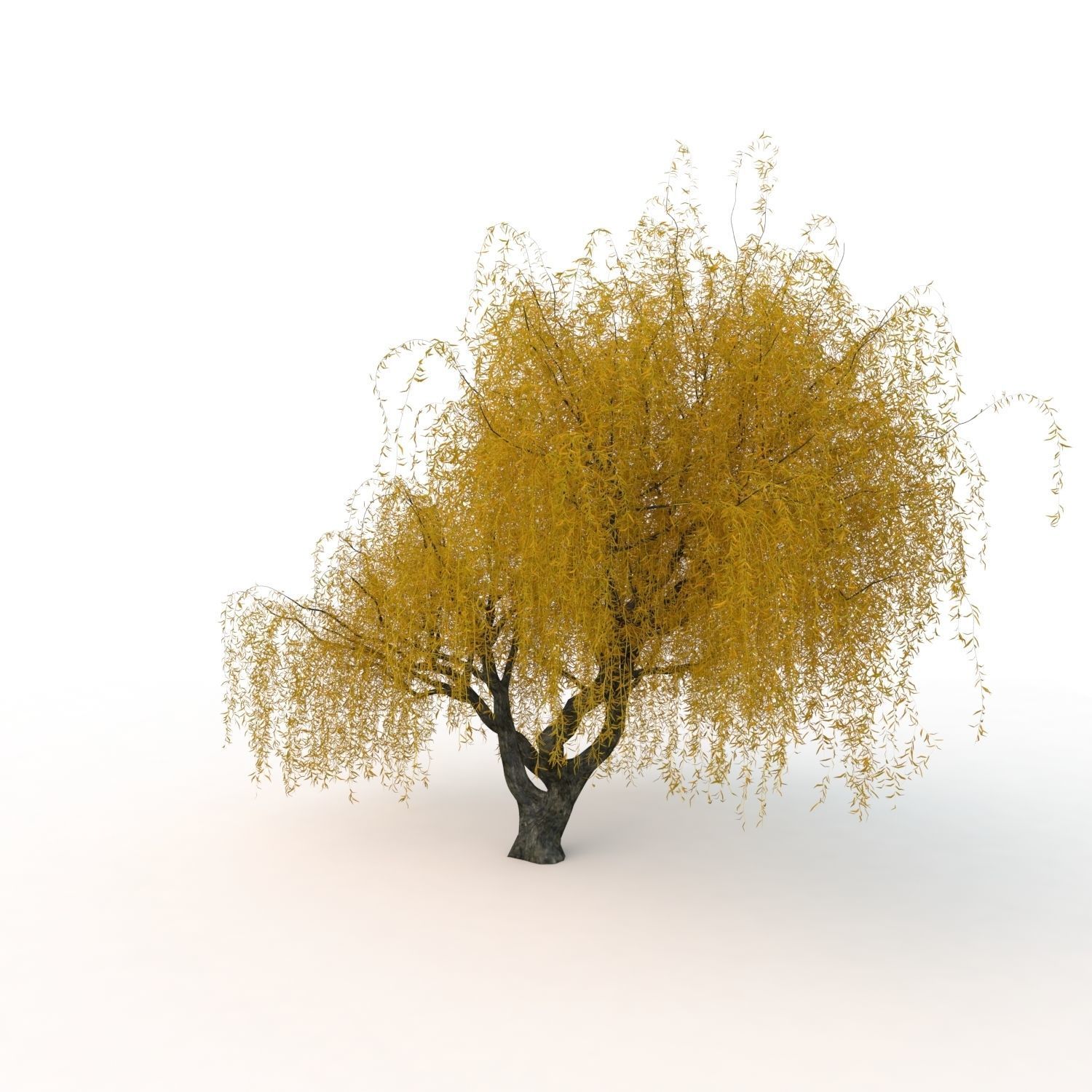 willow trees 3D Model Collection | CGTrader