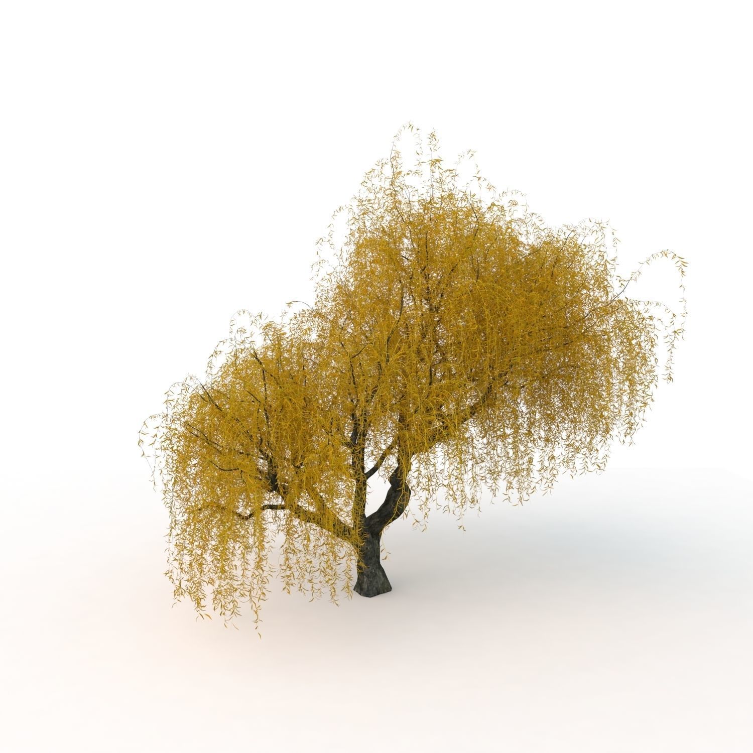 willow trees 3D Model Collection | CGTrader
