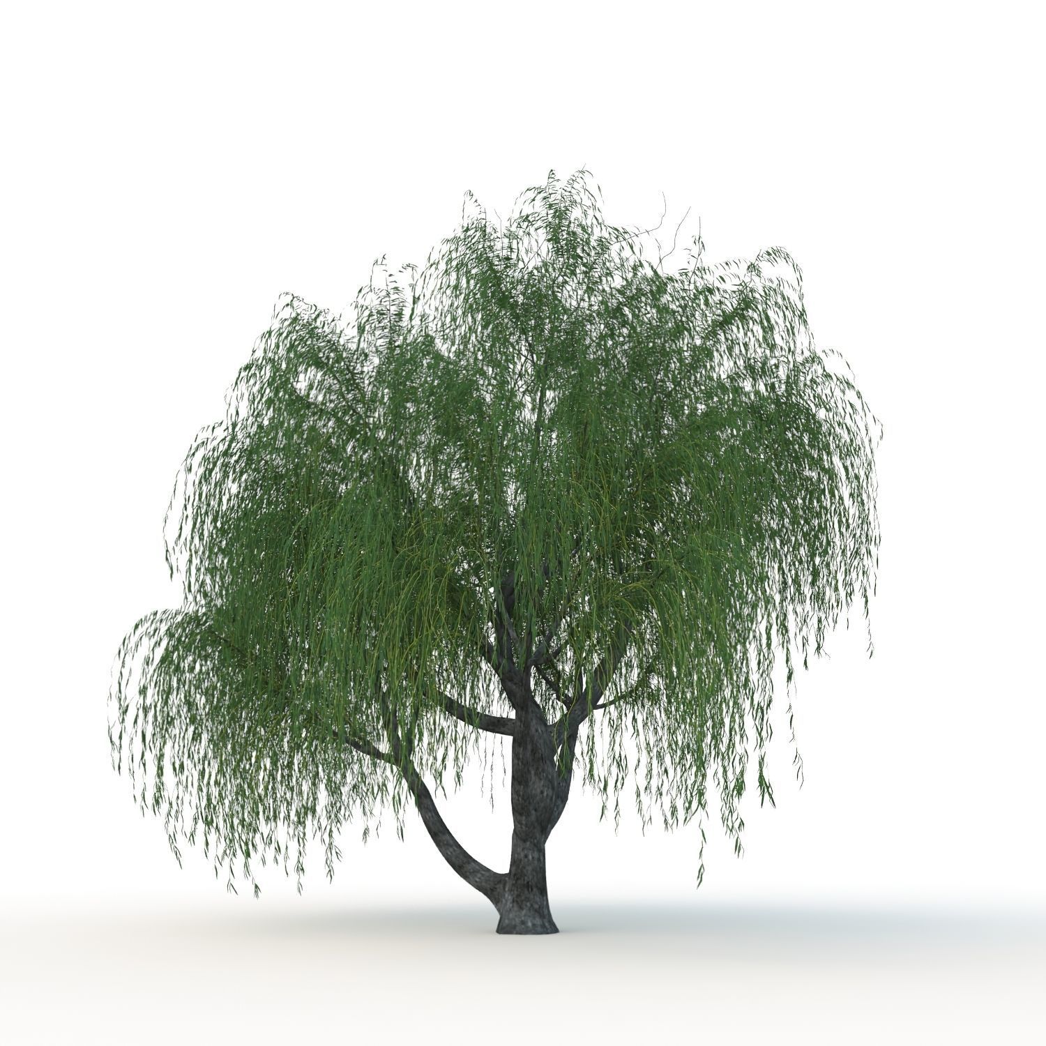 willow trees 3D Model Collection | CGTrader