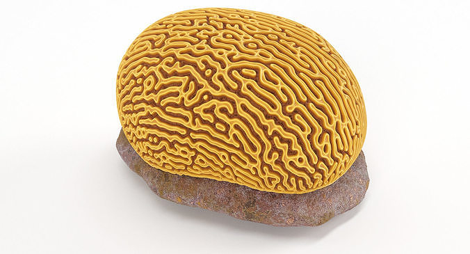 Brain Coral Texture