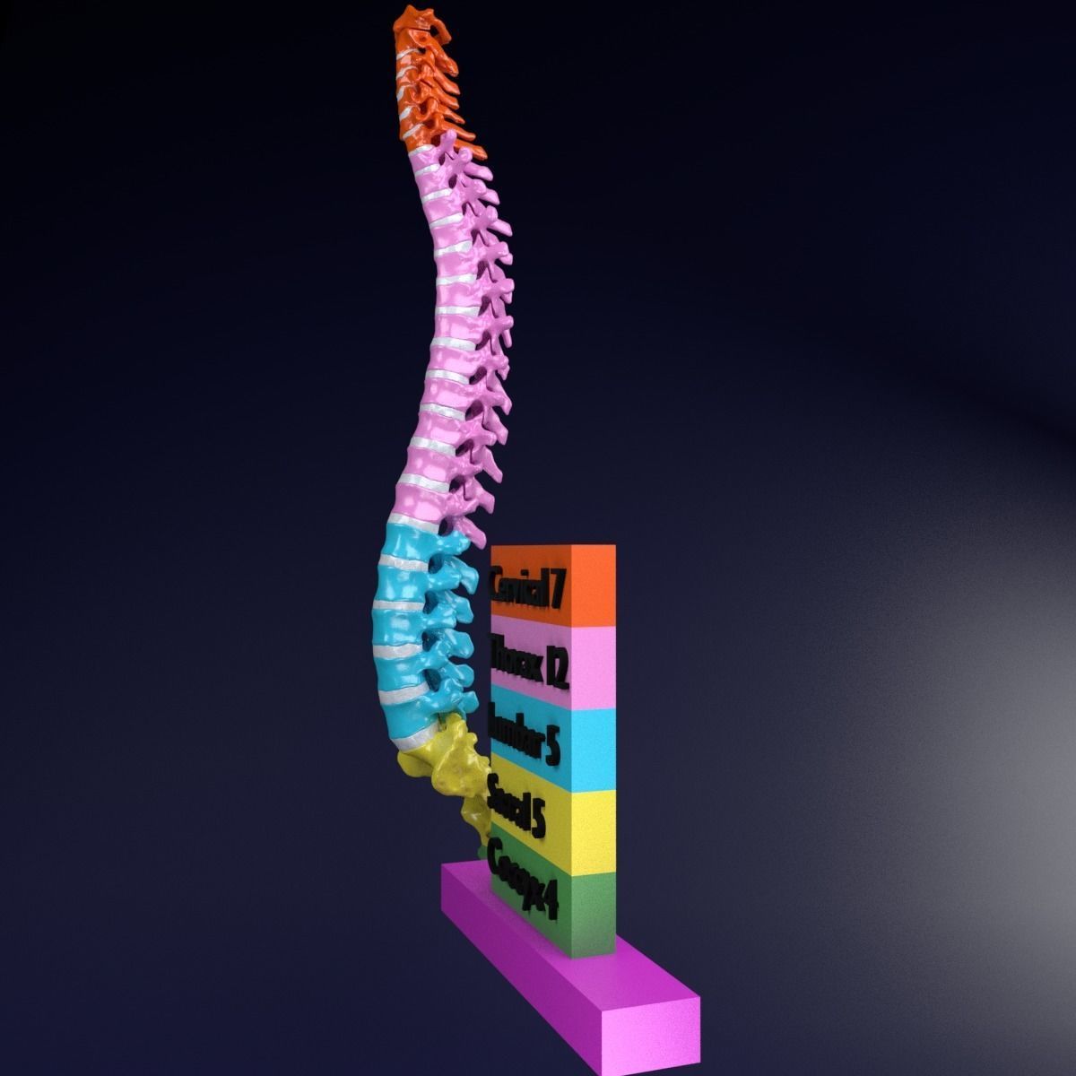 Vertebrae vertebral column color labelled 3D model | CGTrader
