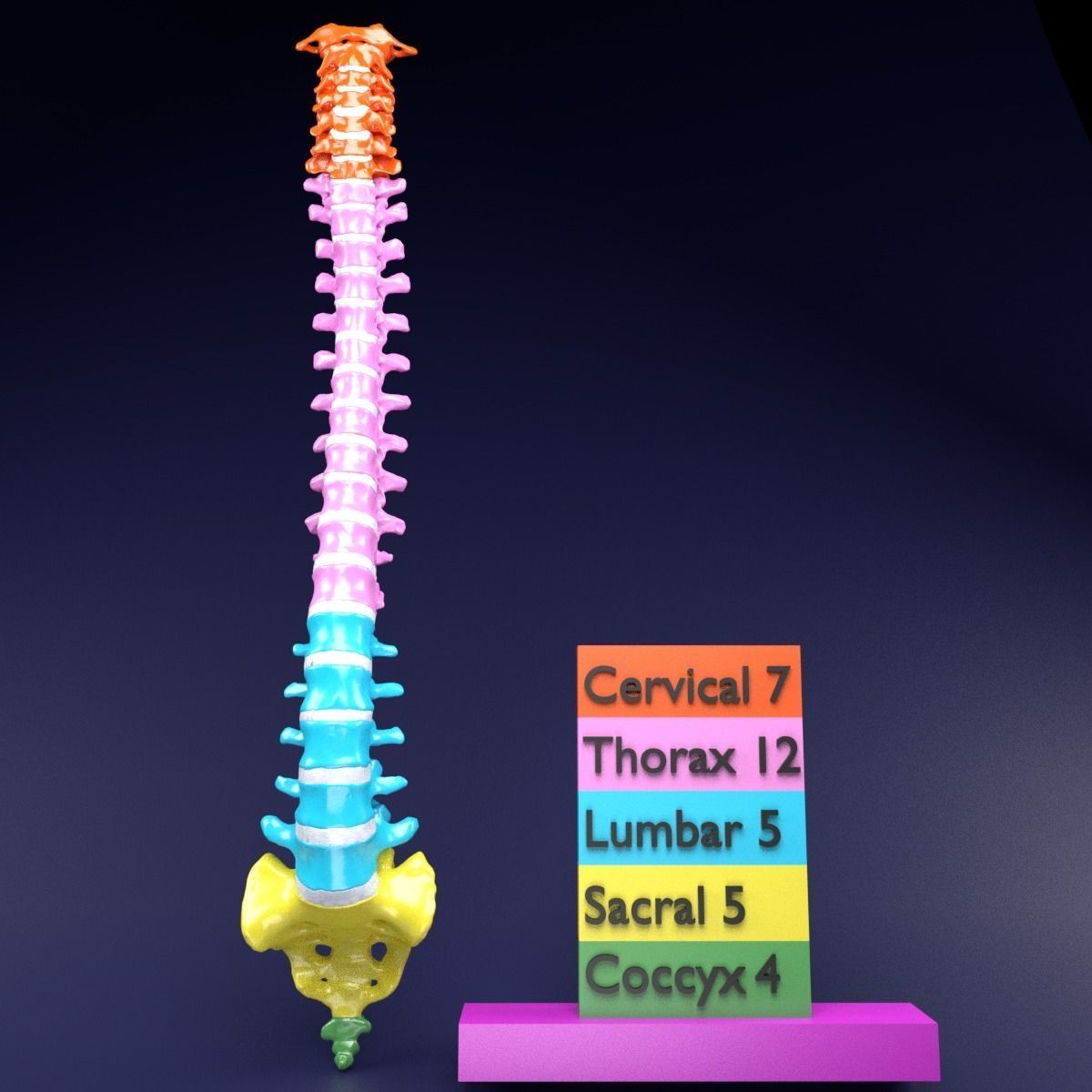 Vertebrae vertebral column color labelled 3D model | CGTrader