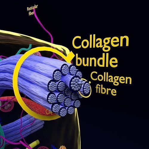 connective tissue elements labelled 3D model | CGTrader