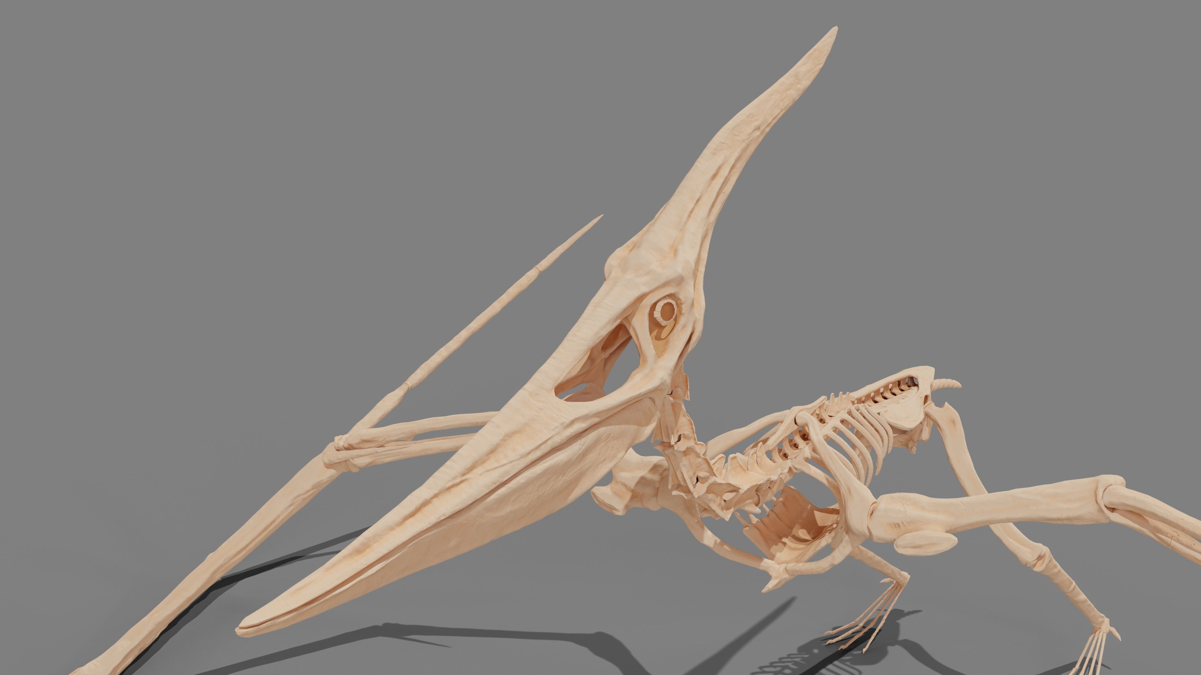 3D model Pteranodon Skeleton 3D model VR / AR / low-poly | CGTrader